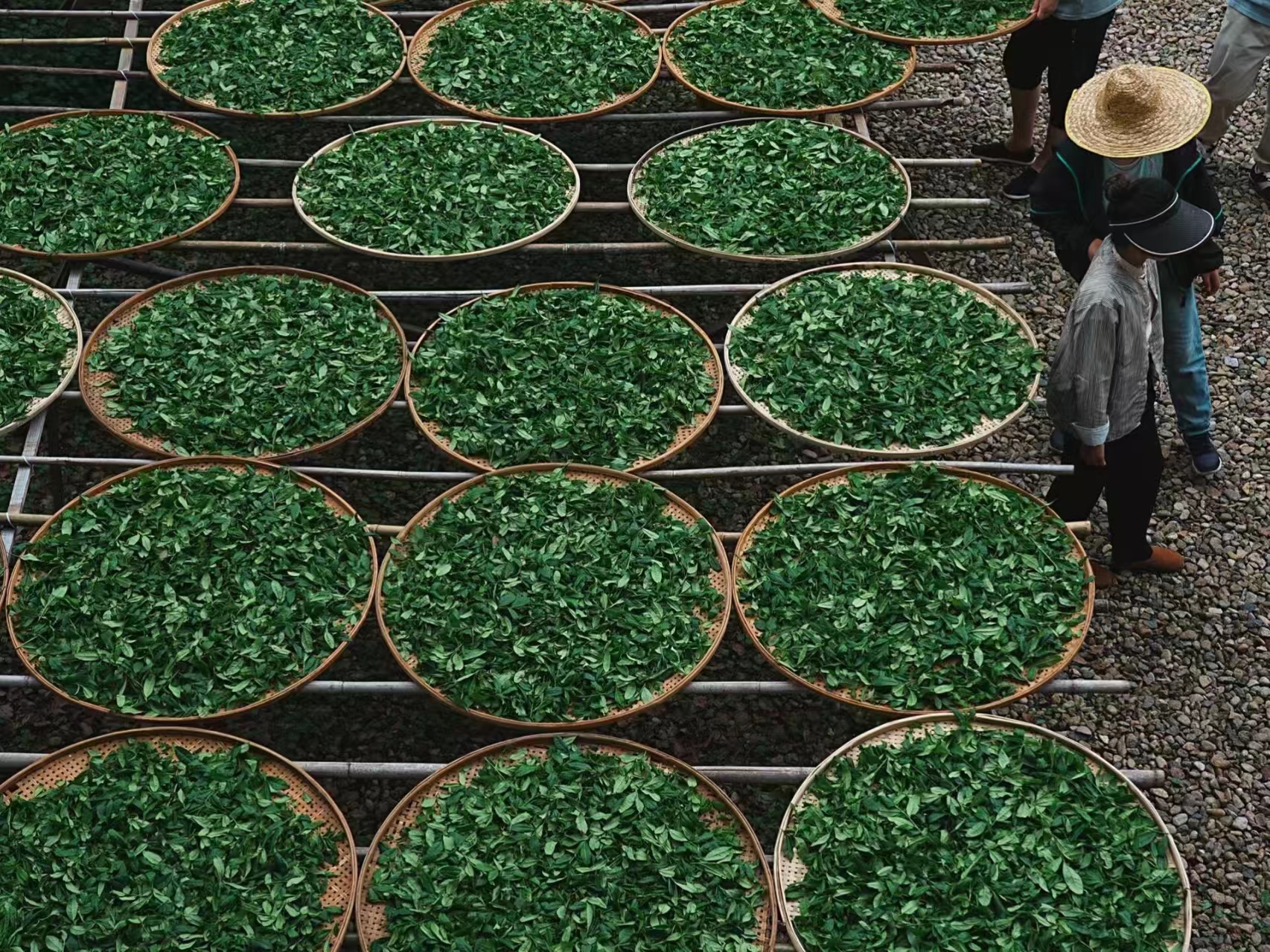 What Is Rock tea Tea?Read this join share fun tea's family and become a ...